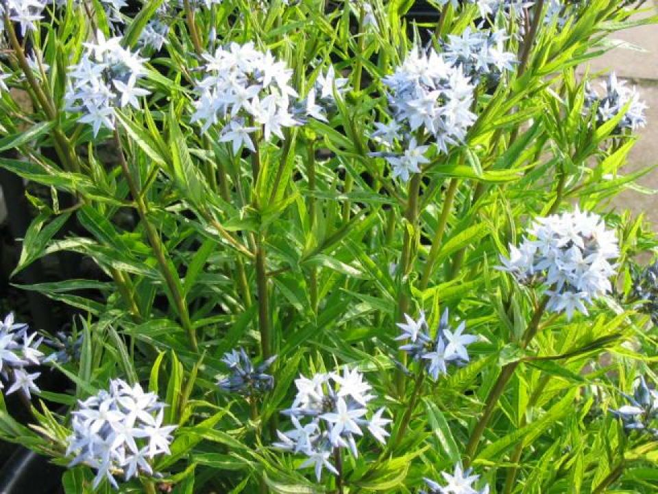 Amsonia ciliata - Stermaagdenpalm | De Tuinen van Appeltern