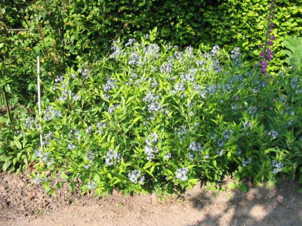 Amsonia ciliata - Stermaagdenpalm | De Tuinen van Appeltern