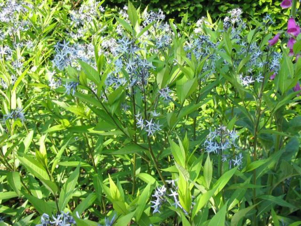 Amsonia ciliata - Stermaagdenpalm | De Tuinen van Appeltern