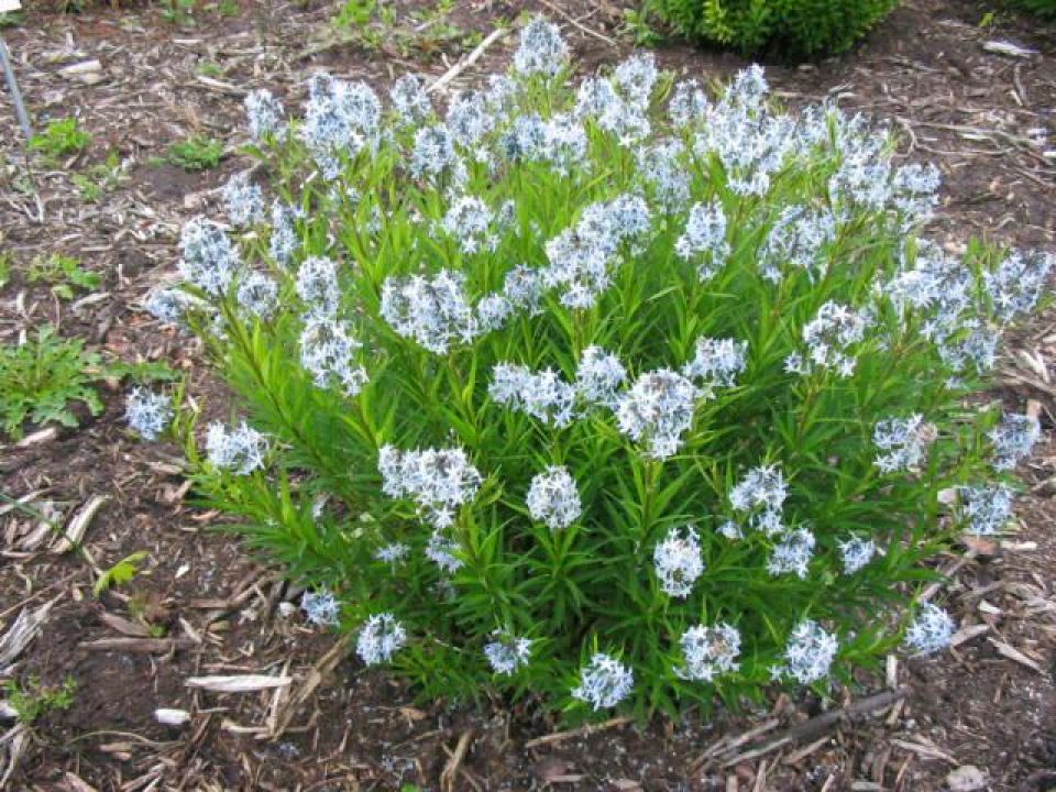 Amsonia hubrichtii - | De Tuinen van Appeltern