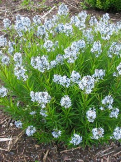 Amsonia hubrichtii - | De Tuinen van Appeltern
