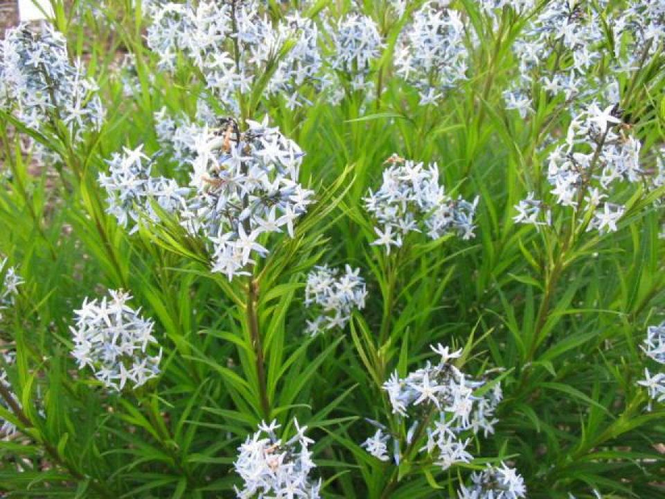 Amsonia hubrichtii - | De Tuinen van Appeltern