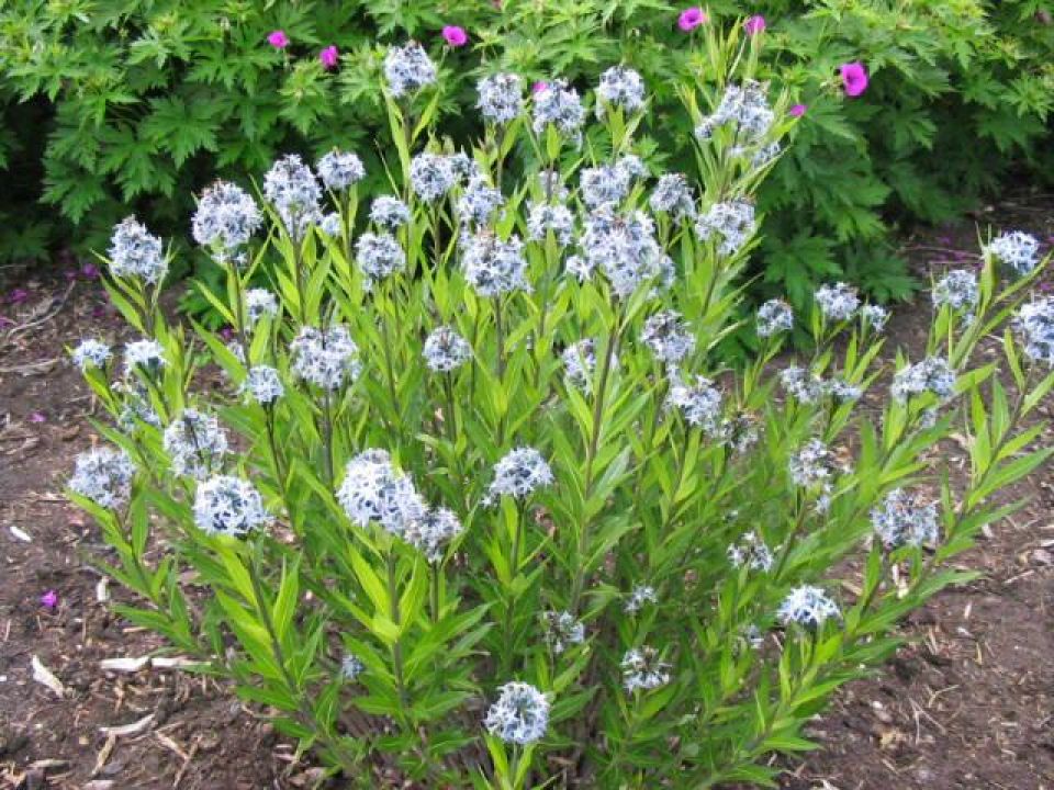 Amsonia illustris - | De Tuinen van Appeltern