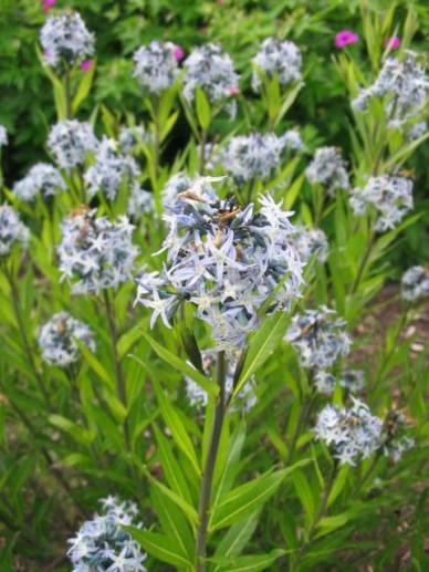 Amsonia illustris - | De Tuinen van Appeltern