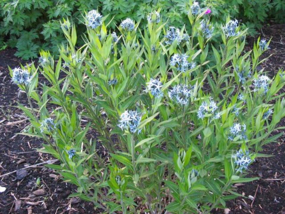 Amsonia illustris - | De Tuinen van Appeltern