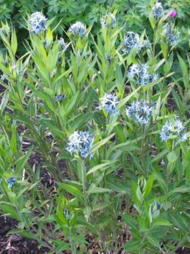 Amsonia illustris - | De Tuinen van Appeltern