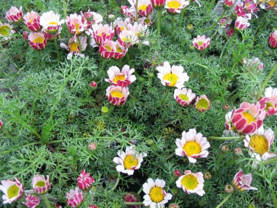 Anacyclus pyrethrum depressus - Marokkaanse kamille | De Tuinen van ...