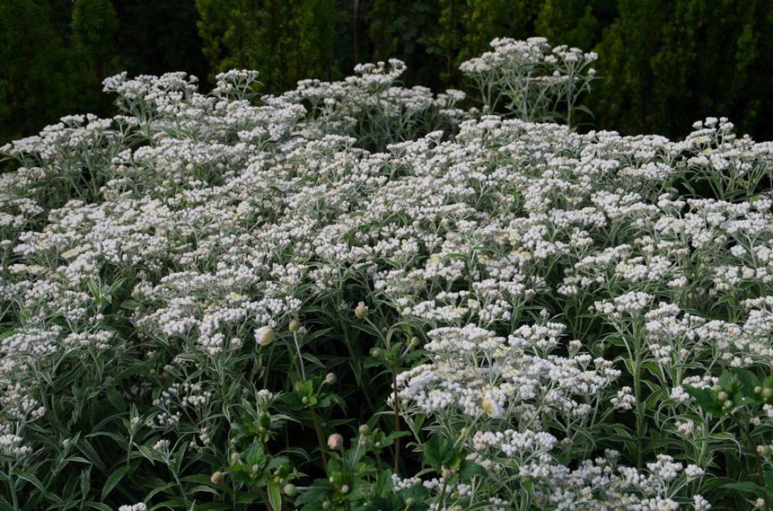Anaphalis triplinervis - Siberisch edelweiss, Witte knoop | De Tuinen ...