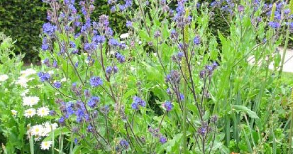 Anchusa azurea 'Dropmore' - Ossetong | De Tuinen van Appeltern