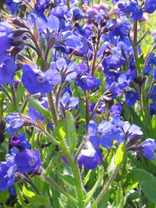 Anchusa azurea 'Loddon Royalist' - Ossetong | De Tuinen van Appeltern