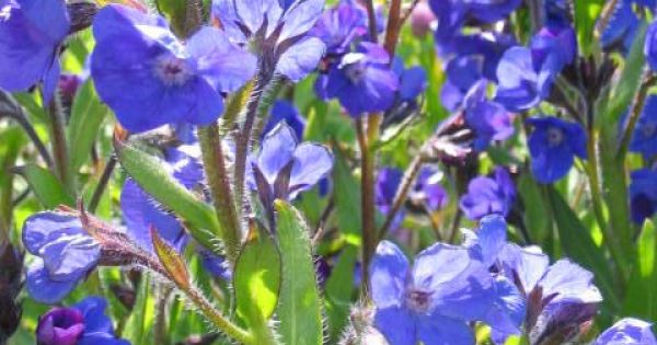 Anchusa azurea 'Loddon Royalist' - Ossetong | De Tuinen van Appeltern