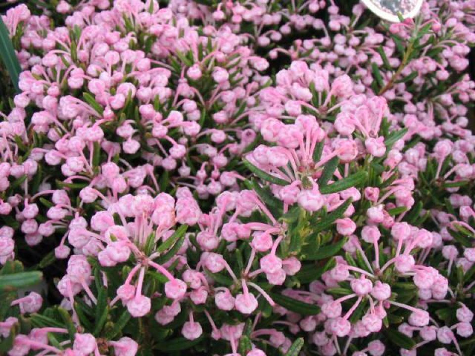 Andromeda polifolia 'Blue Ice' - Lavendelheide | De Tuinen van Appeltern