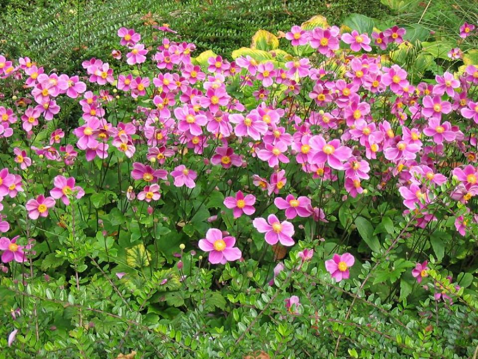 Anemone hupehensis 'Praecox' - Herfstanemoon | De Tuinen van Appeltern