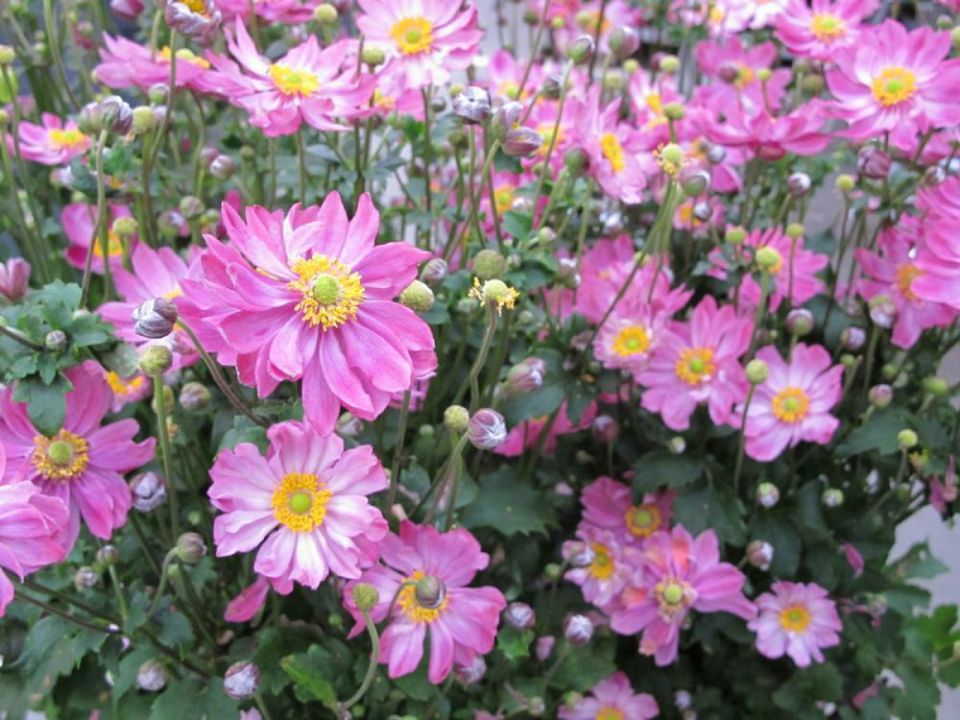 Anemone hupehensis 'Pretty Lady Emily' - Herfstanemoon | De Tuinen van ...