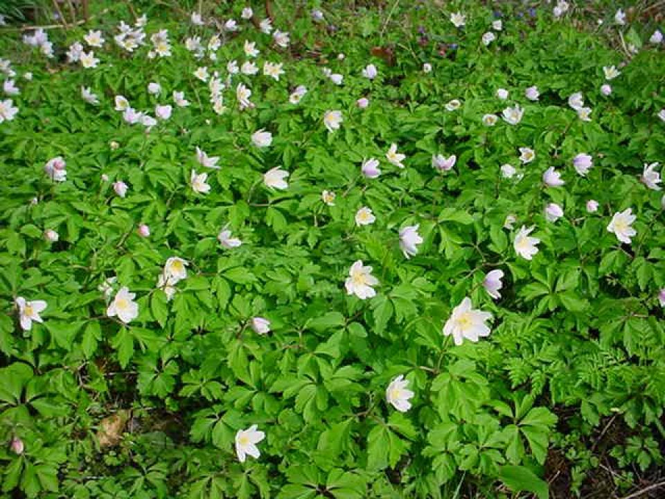 Anemone nemorosa - Bosanemoon , Anemoon, bos- | De Tuinen van Appeltern