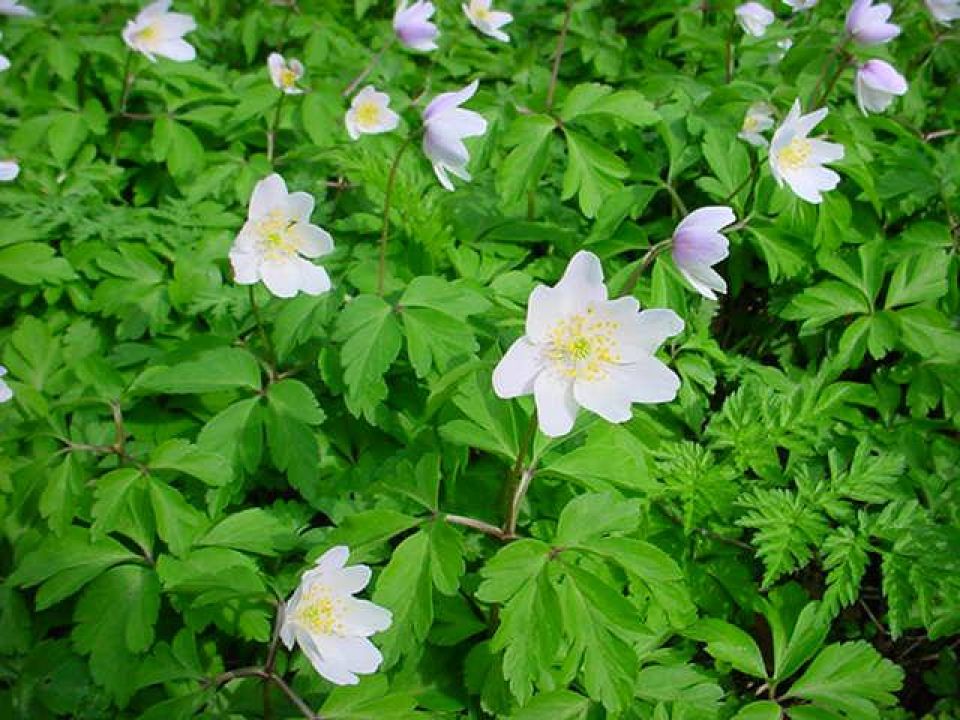 Anemone nemorosa - Bosanemoon , Anemoon, bos- | De Tuinen van Appeltern
