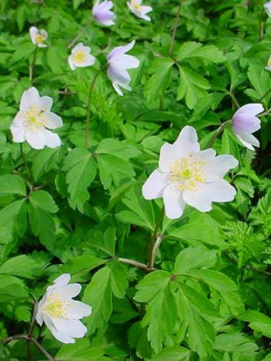 Anemone nemorosa - Bosanemoon , Anemoon, bos- | De Tuinen van Appeltern