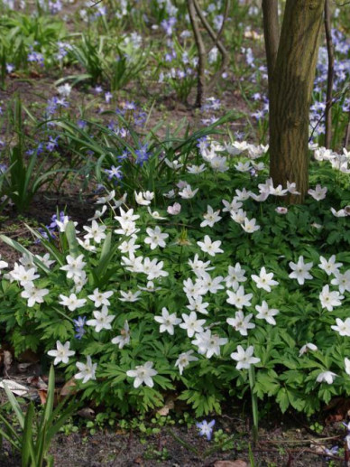 Anemone sylvestris - Anemoon | De Tuinen van Appeltern