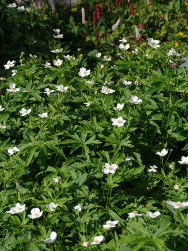 Anemone sylvestris - Anemoon | De Tuinen van Appeltern