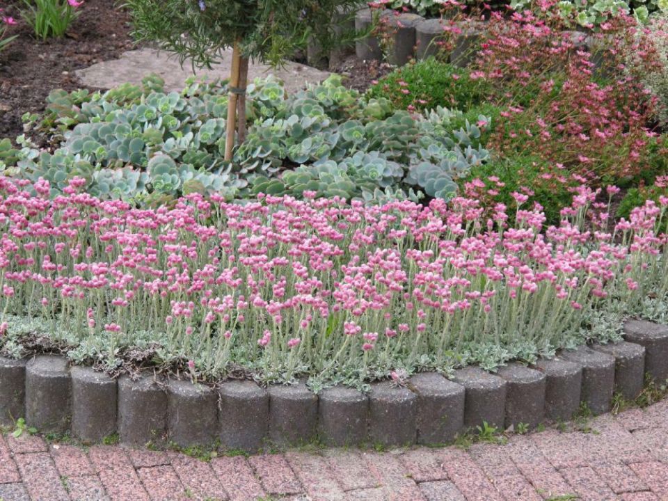 Antennaria dioica 'Rubra' - Rozenkransje | De Tuinen van Appeltern