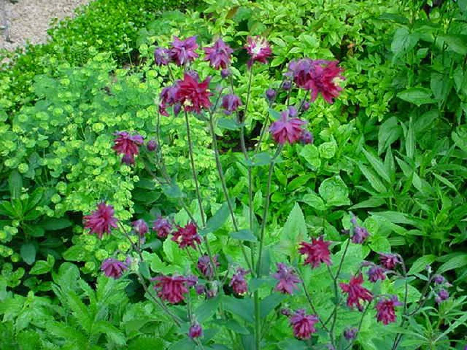 Aquilegia vulgaris 'Ruby Port' - Wijnrode akelei | De Tuinen van Appeltern