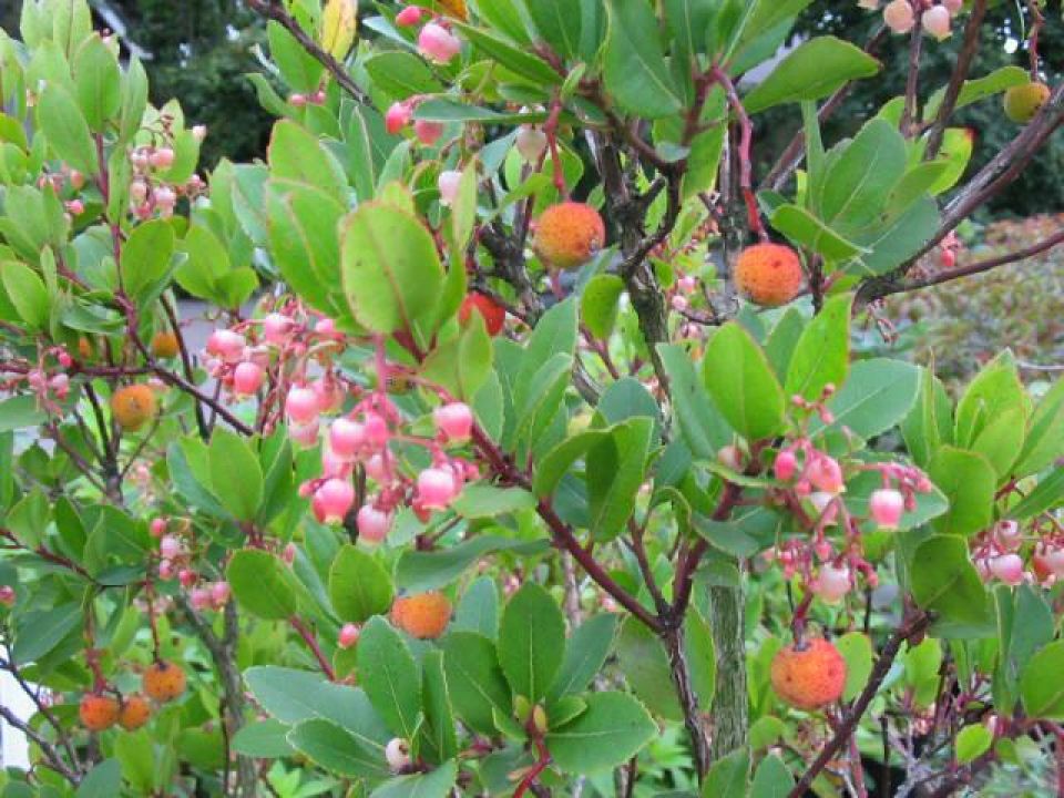 Arbutus unedo 'Rubra' - Aardbeiboom | De Tuinen van Appeltern