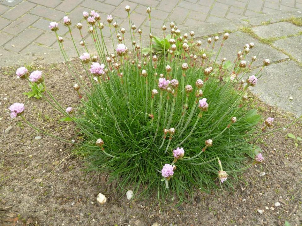 Armeria maritima - Engels gras, strandkruid | De Tuinen van Appeltern