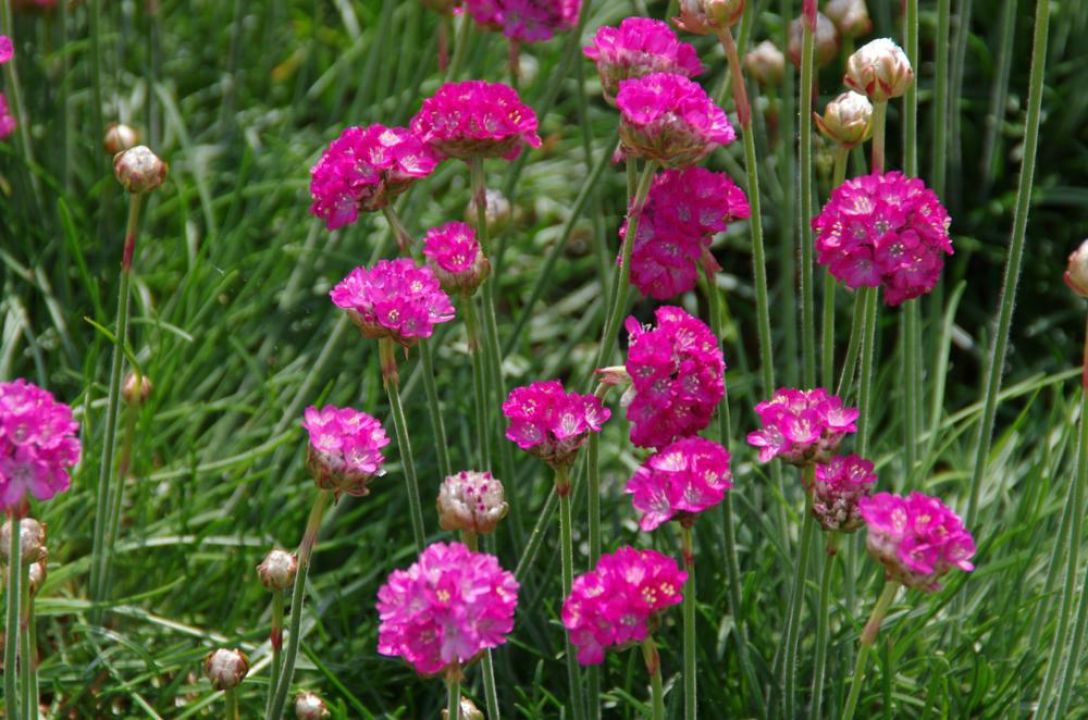 Armeria maritima - Engels gras, strandkruid | De Tuinen van Appeltern