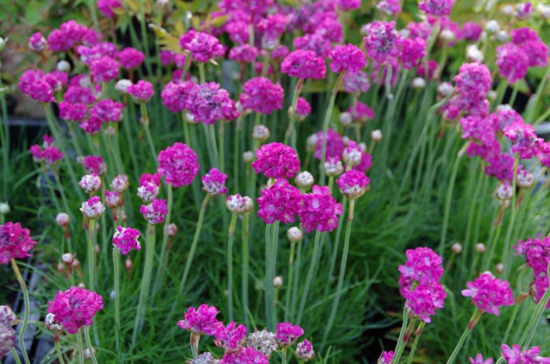 Armeria maritima 'Rosea' - Engels gras | De Tuinen van Appeltern