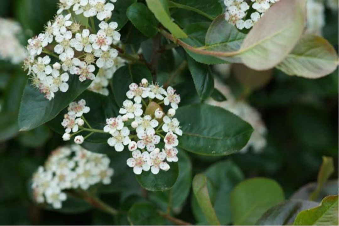 Aronia melanocarpa - Zwarte appelbes | De Tuinen van Appeltern
