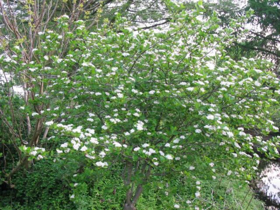 Aronia × prunifolia 'Viking' - Appelbes | De Tuinen van Appeltern