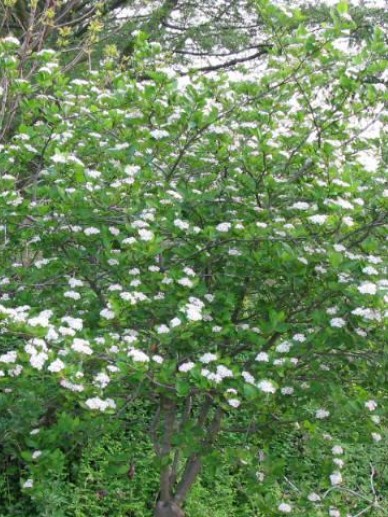 Aronia × prunifolia 'Viking' - Appelbes | De Tuinen van Appeltern