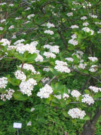 Aronia × prunifolia 'Viking' - Appelbes | De Tuinen van Appeltern