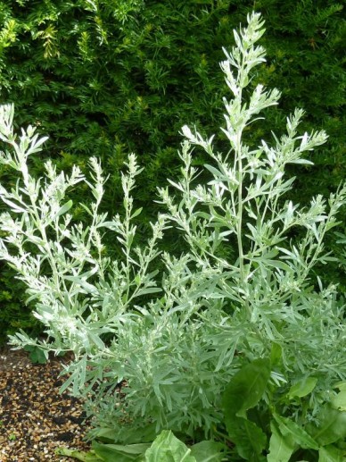 Artemisia absinthium - Absint , Alsem | De Tuinen van Appeltern