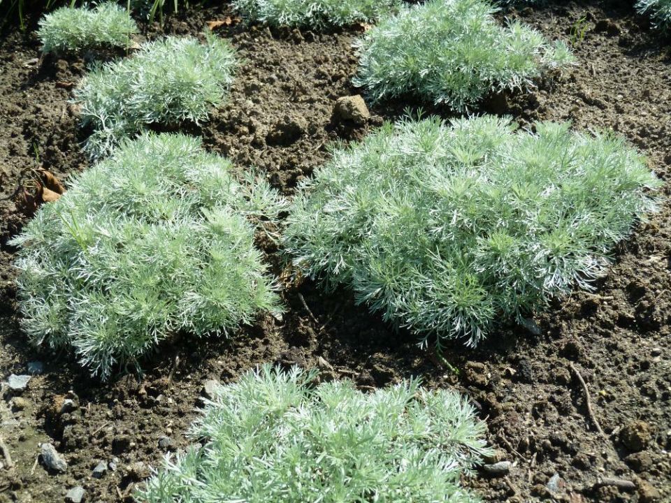 Artemisia schmidtiana 'Nana' - Alsem, bijvoet, edelruit | De Tuinen van ...