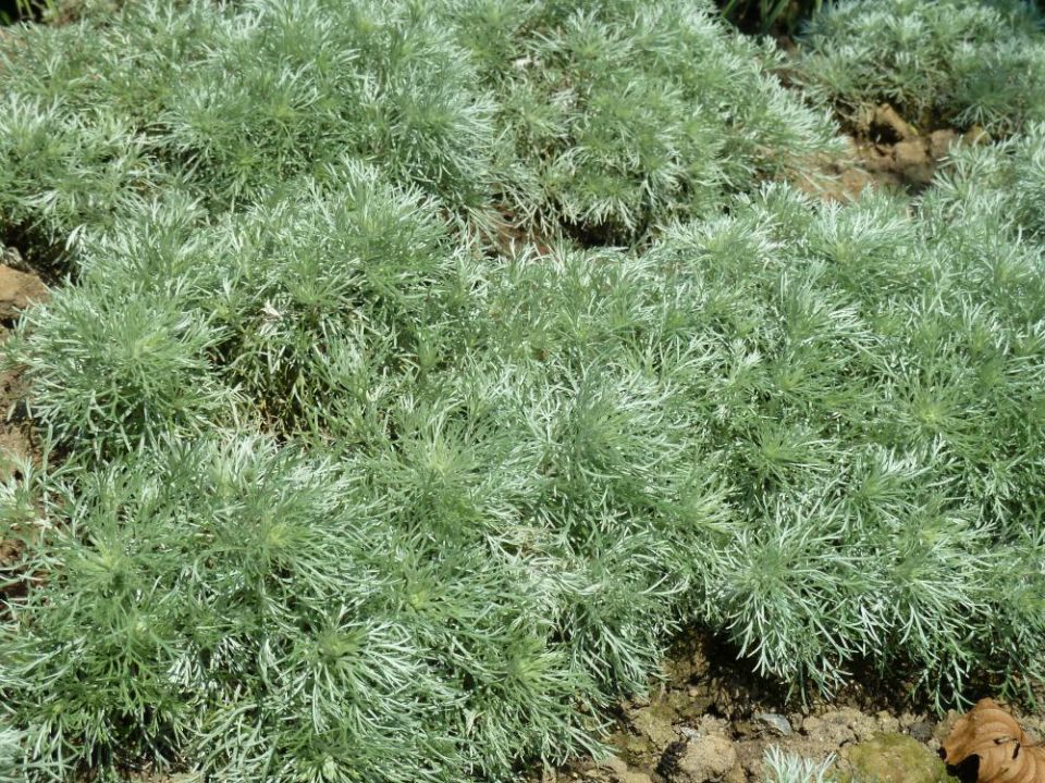 Artemisia schmidtiana 'Nana' - Alsem, bijvoet, edelruit | De Tuinen van ...