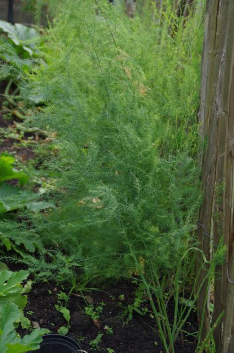 Asparagus officinalis - Asperge | De Tuinen van Appeltern