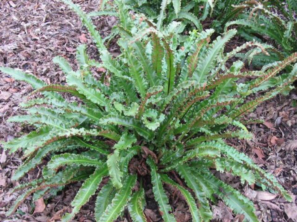 Asplenium scolopendrium 'Angustatum' - Smalbladige tongvaren | De ...
