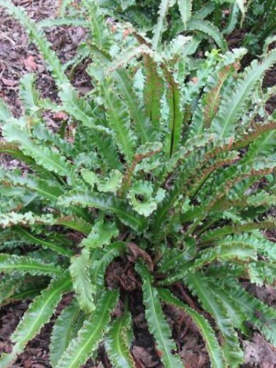 Asplenium scolopendrium 'Angustatum' - Smalbladige tongvaren | De ...