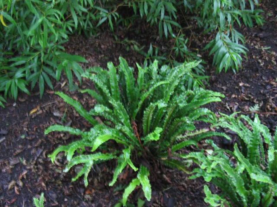 Asplenium scolopendrium 'Angustatum' - Smalbladige tongvaren | De ...