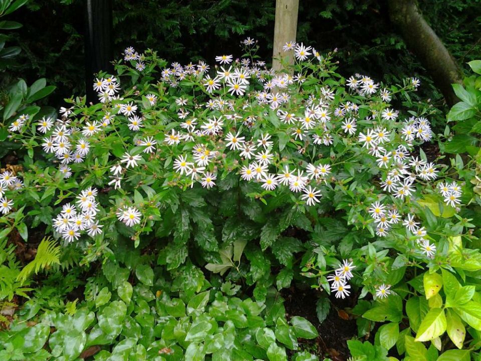 Aster ageratoides 'Stardust' - Herfstaster | De Tuinen van Appeltern