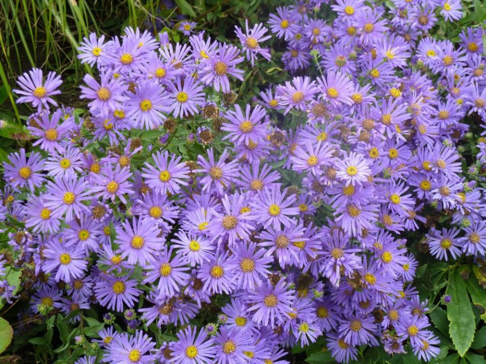 Aster amellus 'Blue King' - Aster | De Tuinen van Appeltern
