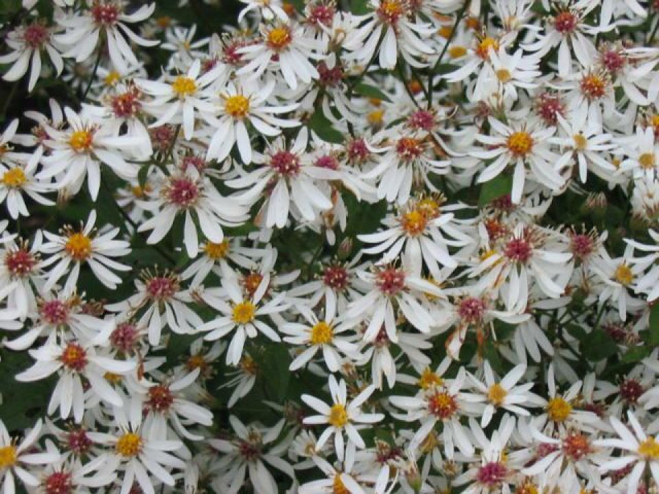 Aster divaricatus - Sneeuwster-aster | De Tuinen van Appeltern