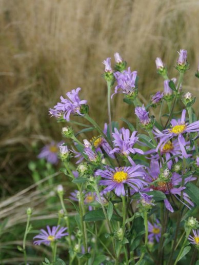 Aster ericoides 'Blue Star' - Aster | De Tuinen van Appeltern