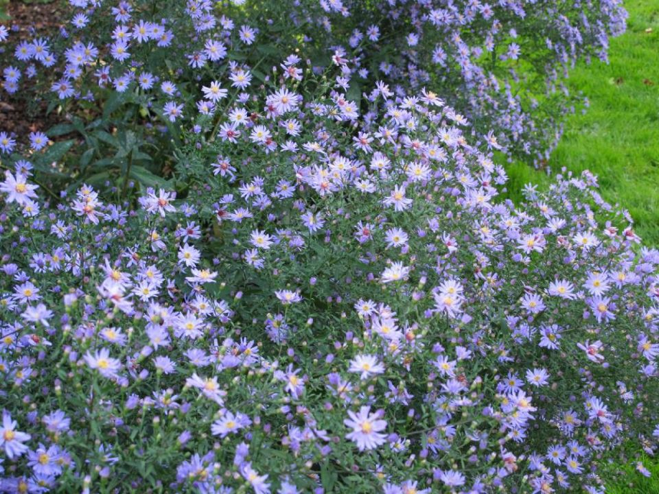 Aster 'Little Carlow' - Herfstaster | De Tuinen van Appeltern