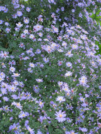 Aster 'Little Carlow' - Herfstaster | De Tuinen van Appeltern