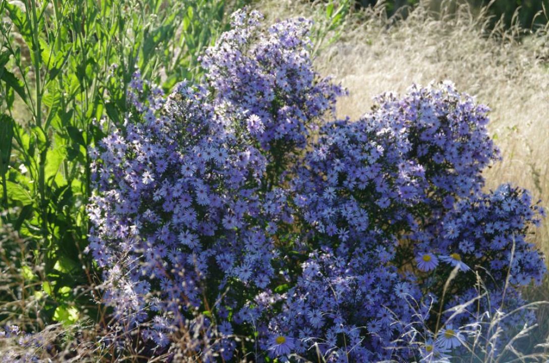 Aster 'Little Carlow' - Herfstaster | De Tuinen van Appeltern