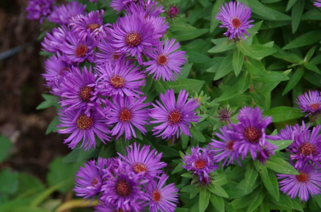 Aster novae-angliae 'Purple Dome' - Herfstaster | De Tuinen van Appeltern