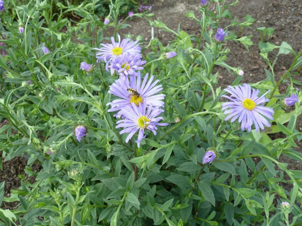 Aster thomsonii - Herfstaster | De Tuinen van Appeltern