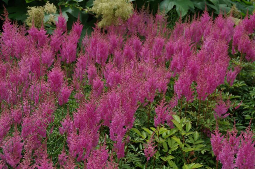 Astilbe 'Bressingham Beauty' - Pluimspirea, prachtspirea | De Tuinen ...